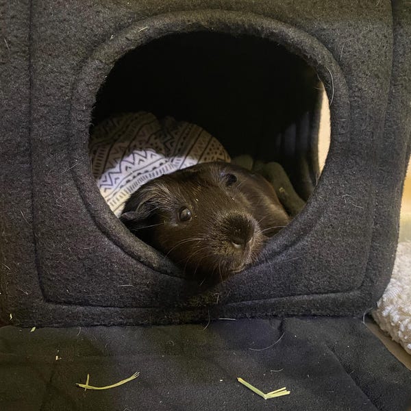 Guinea Pig Tunnel - Guinea Pig Accessories Colorful Guinea Pig Play ...