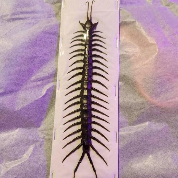 Rare Giant Flame Leg Millipede, Trigoniulus Macropygus - Etsy