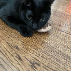 Concha Bread Cat Toys Organic Catnip Toys, Pan Dulce Concha Catnip Cat ...