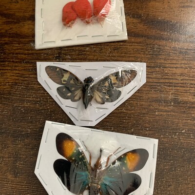 Pack of Two Lantern Bug Pyrops Gunjii With Open Wings for All Your ...