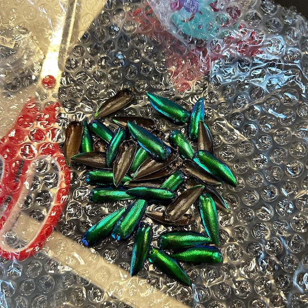 Multipack DRILLED 1.25" Elytra Beetle Wings GREEN TONE Natural ...