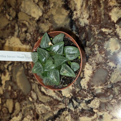 Euphorbia Guiengola, the String of Stars, Rooted Plant Shipped in 2 Pot ...