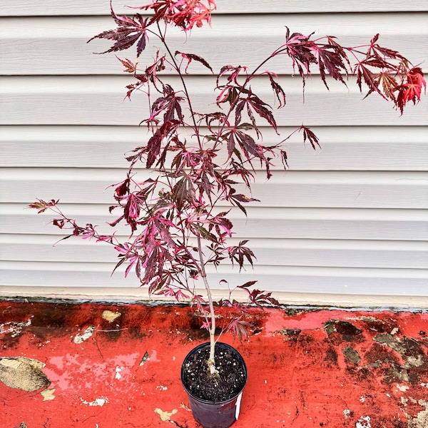 Pinus Densiflora 'pope' (pope Japanese Pine) Rare! - Etsy