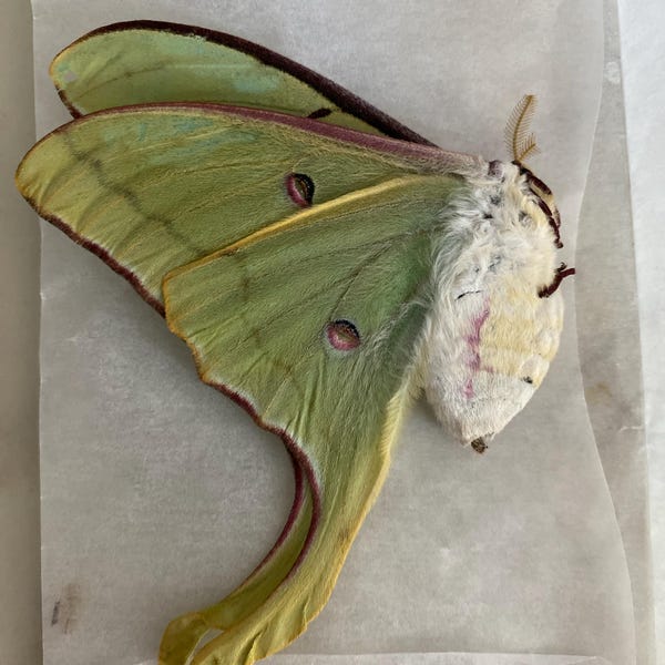 3 PRACTICE Grade Specimens of LUNA Moth Actias Luna - Etsy