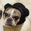 Frenchiestore Organic Dog Frenchie Ear Warmers Brown Brindle Frenchie ...