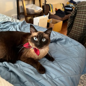 Burgundy Fancy Cat Collar With Rose Gold Bell Luxury - Etsy