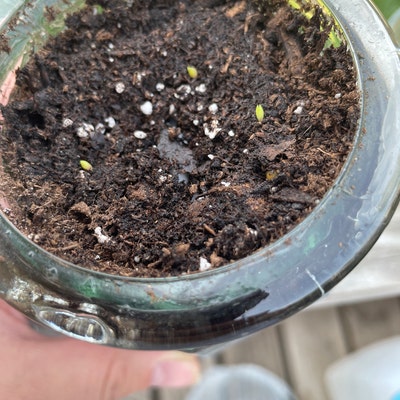 Hildewintera Colademononis Monkey Tail Cactus Seeds Super Furry Hybrid ...