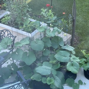 Cluster Beans SUVARN Seeds Gawar Guar Guvar Gokarakaya - Etsy