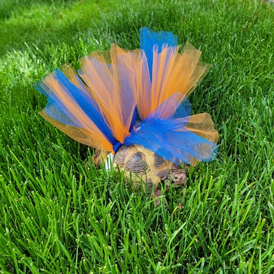 Teal White and Orange Tortoise Diaper - Etsy