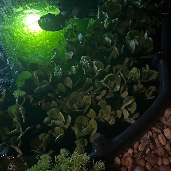 BUY 2 GET 1 FREE Water Lettuce-easy Live Aquarium Pond Aquatic Plant - Etsy