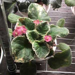 Playful Kisses African Violet Starter Plant ALL Starter PLANTS Require ...