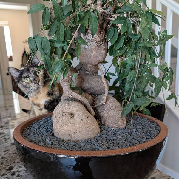 Mahara Deep Red Bougainvillea Bonsai .her Flowers Form in Clusters. - Etsy
