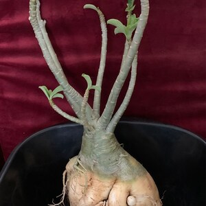 Rare Adenium Obesum Arabicum, Beautiful White Flowers Fat Caudex ...