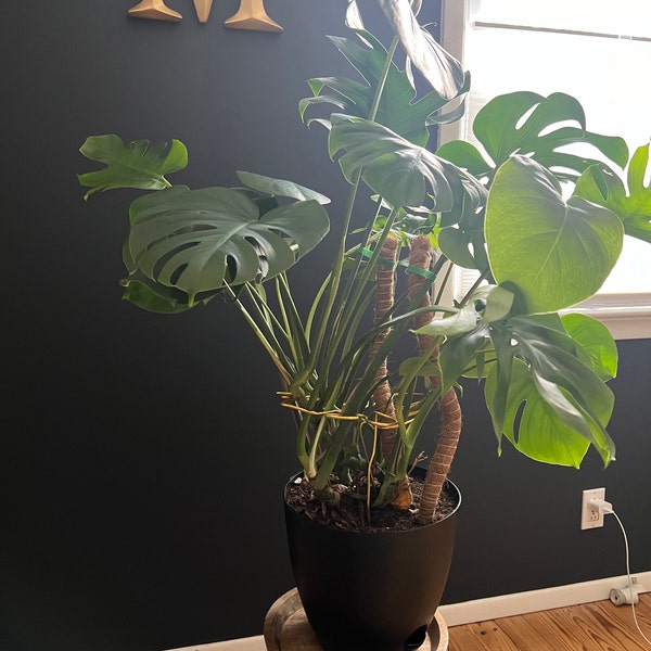 Monstera Shaped Plant Support Gold Coloured - Etsy