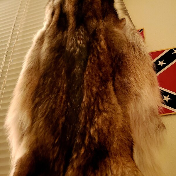 Professionally Soft Tanned XXL Coyote Hides/fur/viking Cloak/cape - Etsy