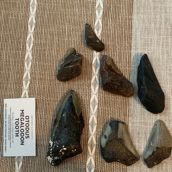 Megalodon Tooth 4.84 Inches. Real Fossil Megalodon Shark Tooth ...