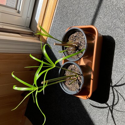 Neoregelia Sheba Bromeliad Offset for Shade or SUN - Etsy