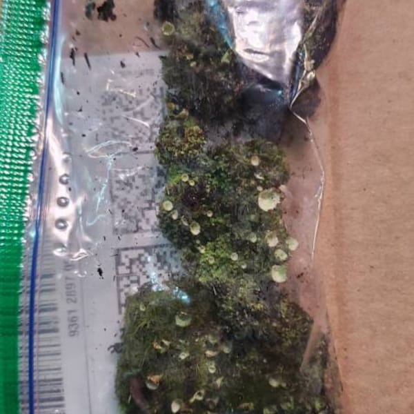 2 Pack Pixie Cup Live Lichen Moss for Terrariums Fairy Gardens Bonsai ...