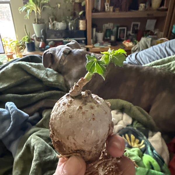 Orchid 'little Stars' - Etsy