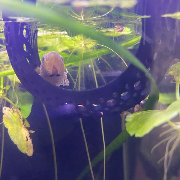 Betta Fish Cave Lounge Hammock, Aquarium Decor to Swim-through, Hide ...