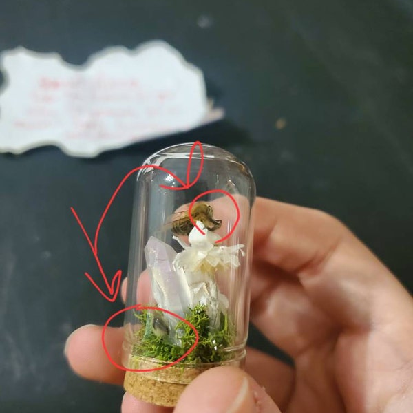 Lizard Vertebrae, Lizard in Vial Curiosity Oddity Natural History Real ...