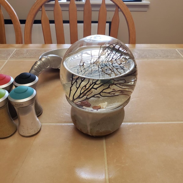 Large Shrimp Ecosphere - Closed Aquatic Ecosystem (glass, Natural ...