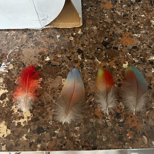 Ethical Peacock Feathers - Australian Smudging Feathers - Boho Festival ...