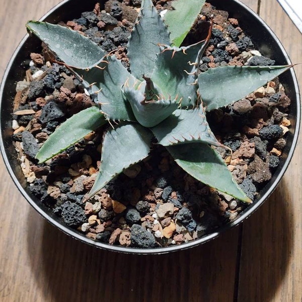 Agave Parrasana 'meat Claw'- Gorgeous, Amazing Teeth. 4 INCH POT SIZE ...