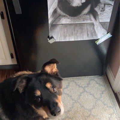 Custom Dog Drawing, Dog Memorial, Photo to Sketch, Charcoal Drawing ...