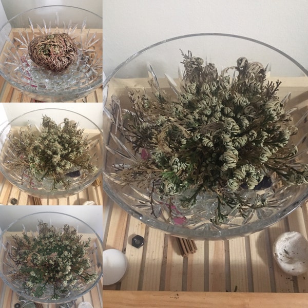 Jericho Flower, Rose of Jericho, Love, Pagan Wiccan, Magic, Power ...