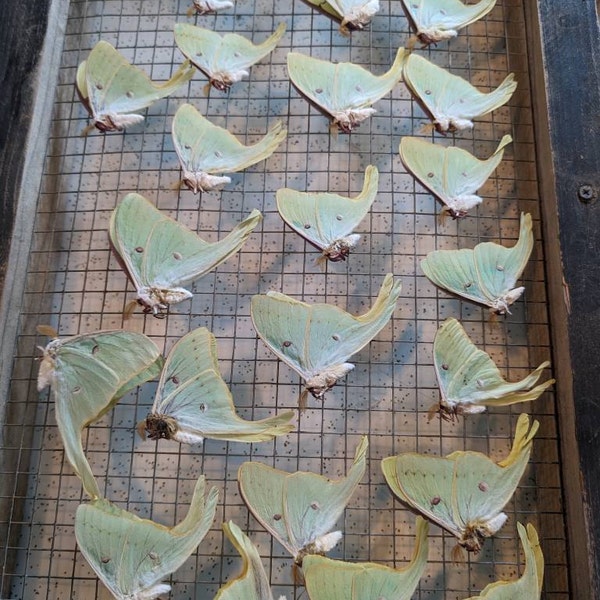 Real Lanternfly/plant Hopper Collection Pryops Astarte Orange Pyrops ...