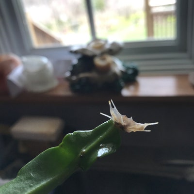 Epiphyllum Medora,one Live Plant in Pot ,hard to Find. - Etsy Canada