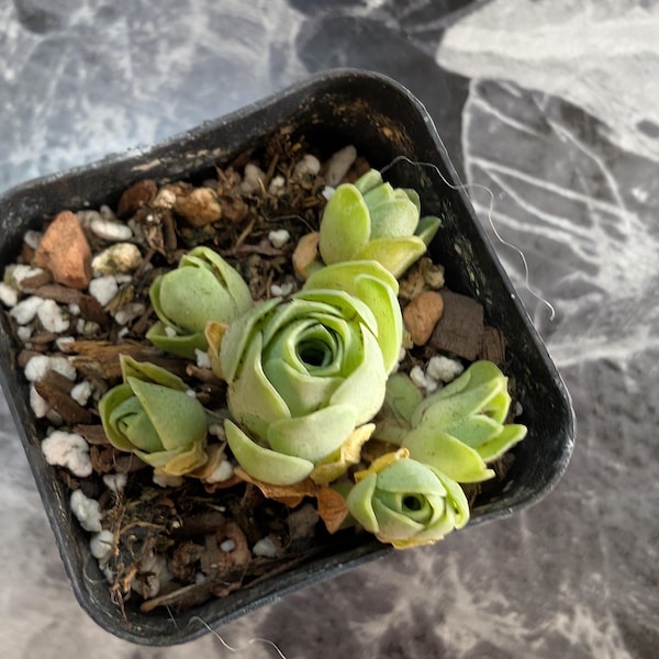 Crassula Muscosa Watch Chain Succulents Plants - 2 Inch Pot - Etsy