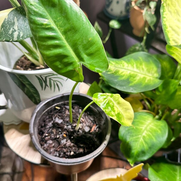 Philodendron Pink Princess 6" Potted Plant - Etsy