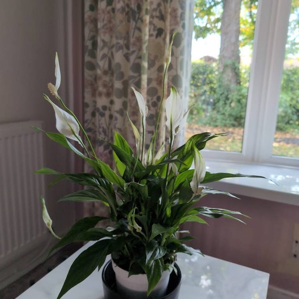 Rose 'fantastic at 60' - Happy Birthday Rose Gift Wrapped With Huge Bow ...