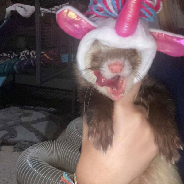 Harry Styles Ferret Knitted Sweater. Clothes for Ferret - Etsy