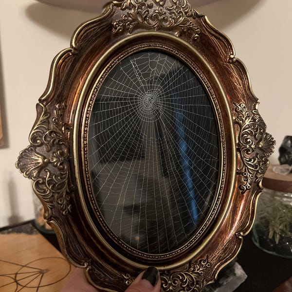 Real Preserved Spider Webs - Etsy