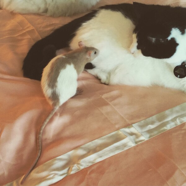 Vintage Italian Hand Knot Filet Net Lace Tablecloth 77x90 Floral Daisy ...