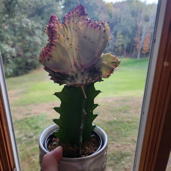 4 African Violet cabbage Patch - Etsy