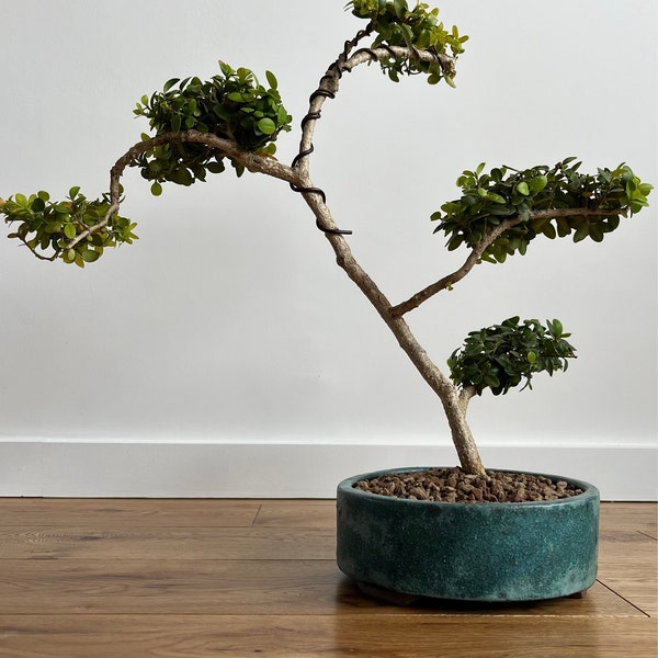 Handmade Ceramic Bonsai Pot, Unglazed Crackled Surface Black Clay Round ...