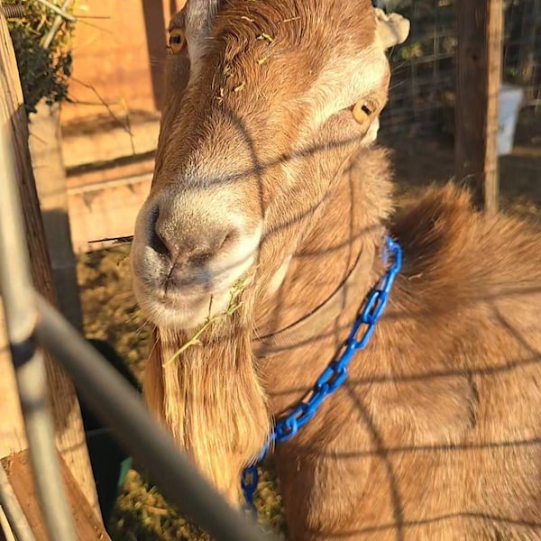 Goat Collar Plastic 6mm Chain With Metal Quick Link 20", 28" and 36" - Etsy