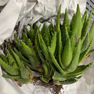 Ferdinand Agave King of the Agave Nickelsiae Agave Cactus - Etsy