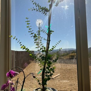 Sir Prize Avocado Tree 1 Feet Tall Grafted Tree Ship in Plastic Bag - Etsy