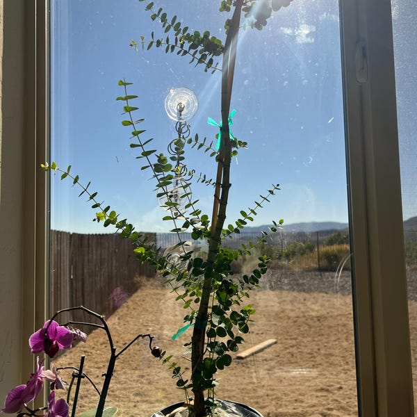 Blueberry Sunshine 1 Feet Tall Ship in 6 Pot - Etsy