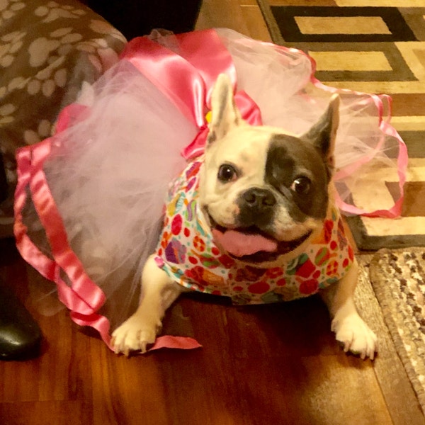 Cupcake Dog Harness Dress, Birthday Dog Dress, Tutu Dog Dress, Dog ...