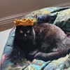 Crochet Pet Crown Pattern - PDF Crochet Pattern - Makes Crown / Tiara ...