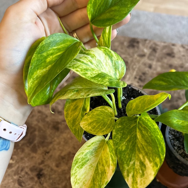 Pothos Robin: Teruno Japanese Pothos - Tropical Houseplant (4” Pot) - Etsy