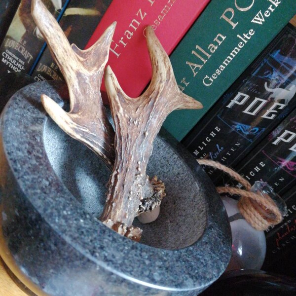 Fallow Deer Skull From Central Europe Fallow Deer dama Dama Unique ...