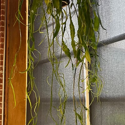 Plant Hanger in Leather - Etsy