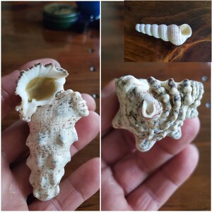 The Rockfish by Shellpipe free Pipes With Every Order Shell Pipe ...